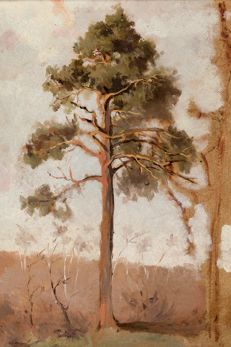 Pine Tree Study – BFF PRINT SHOP