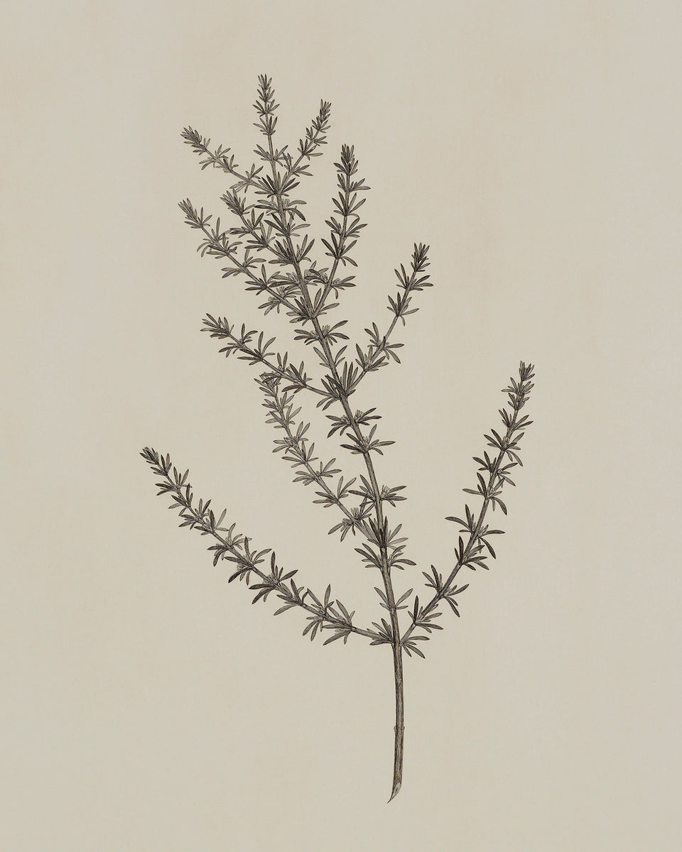 Reed – BFF PRINT SHOP