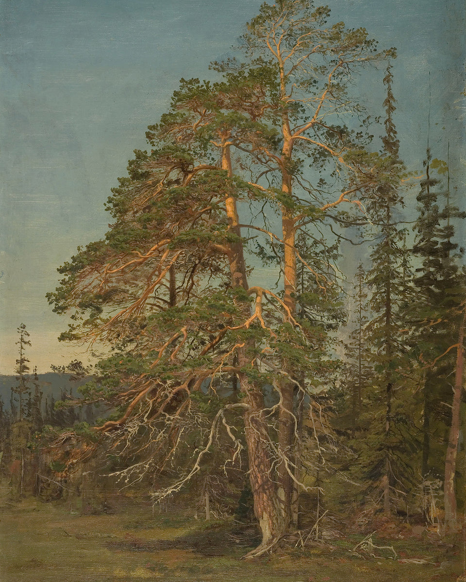 Split Pine – BFF PRINT SHOP