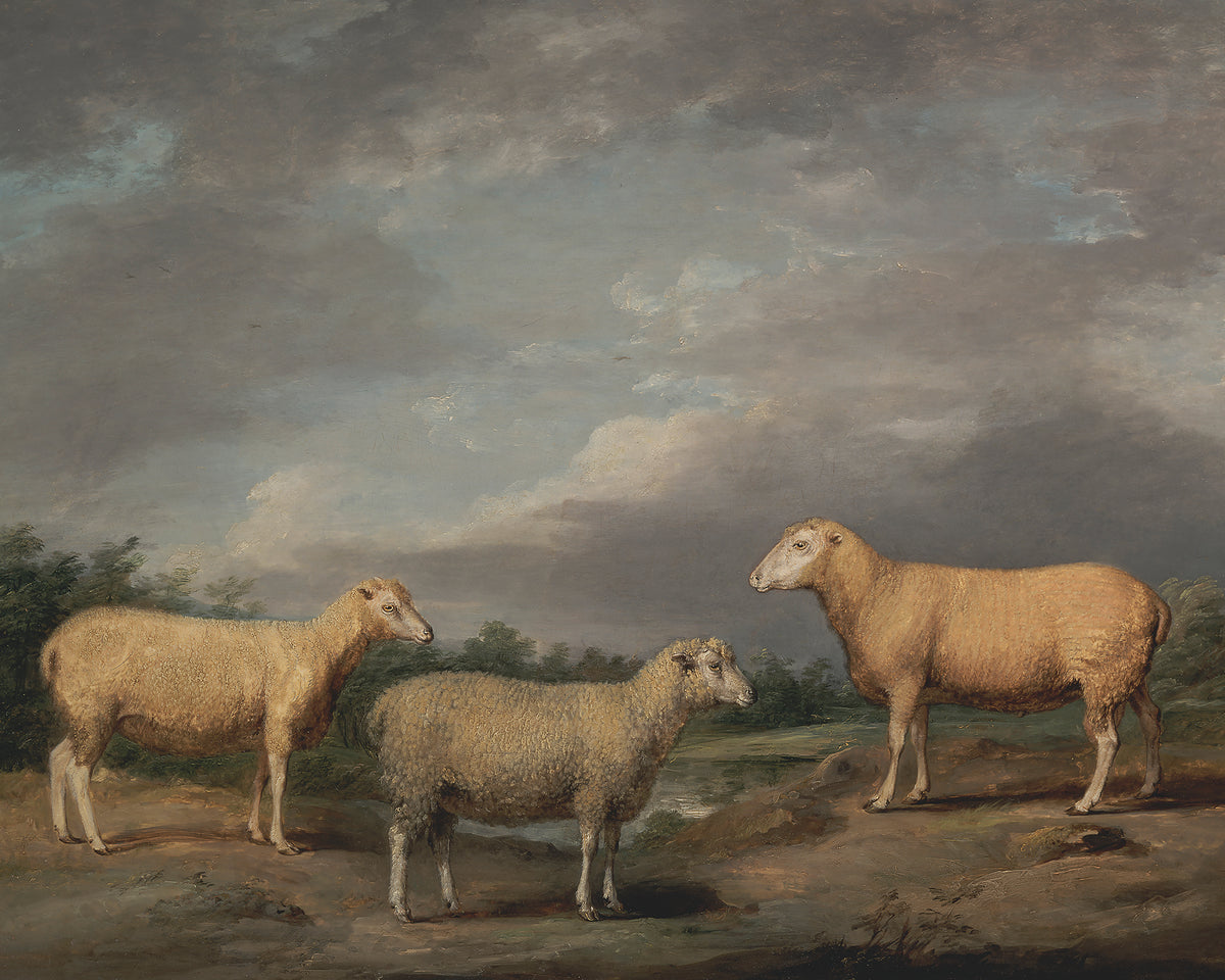 Three Sheep – BFF PRINT SHOP